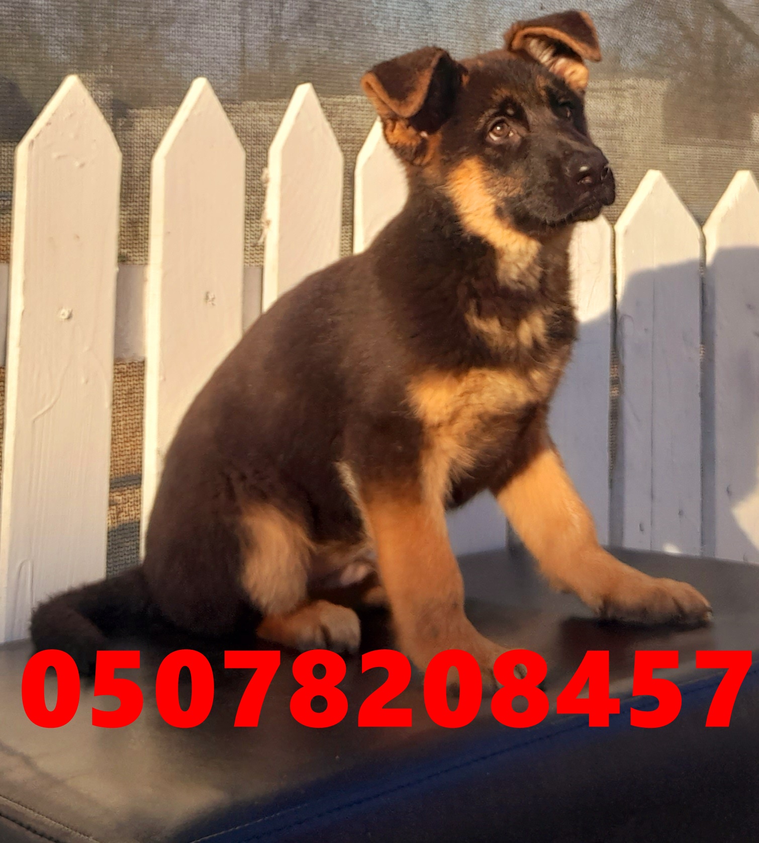 Siyah Alman Kurdu Yavrusu